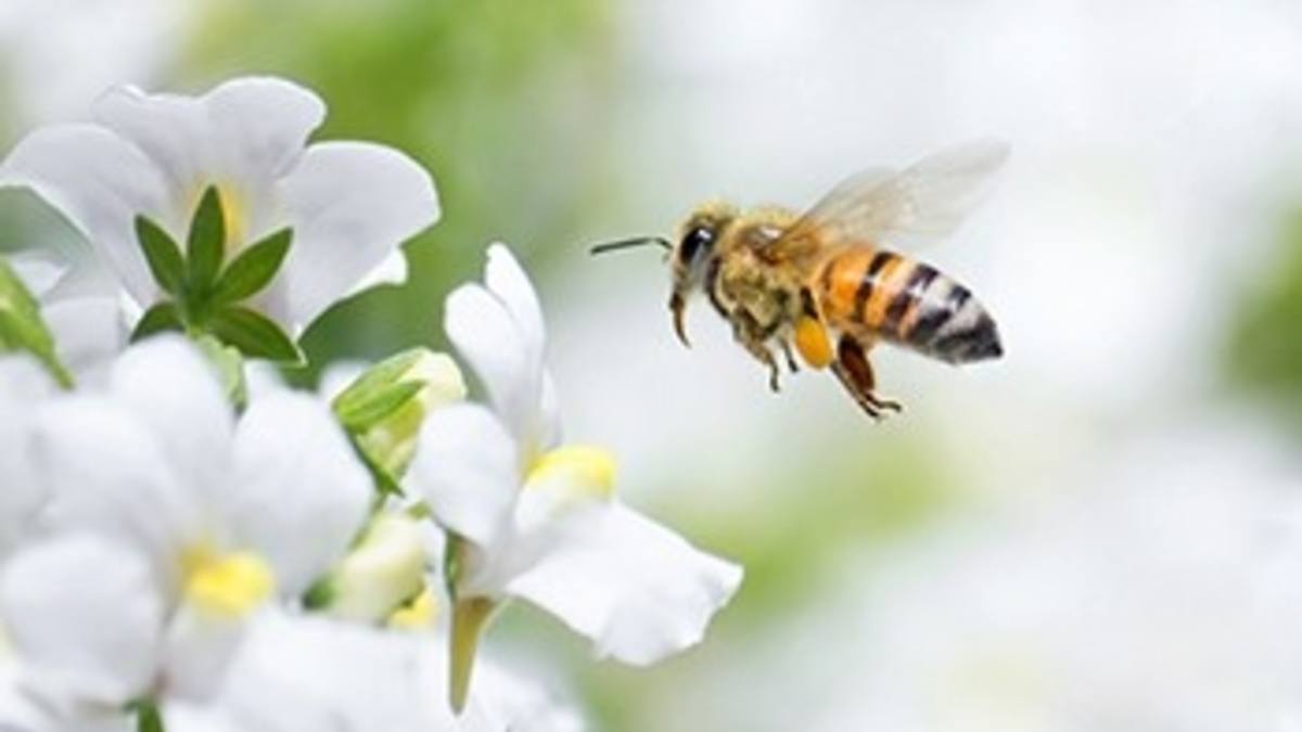 Bee Friendly Landscaping Ideas