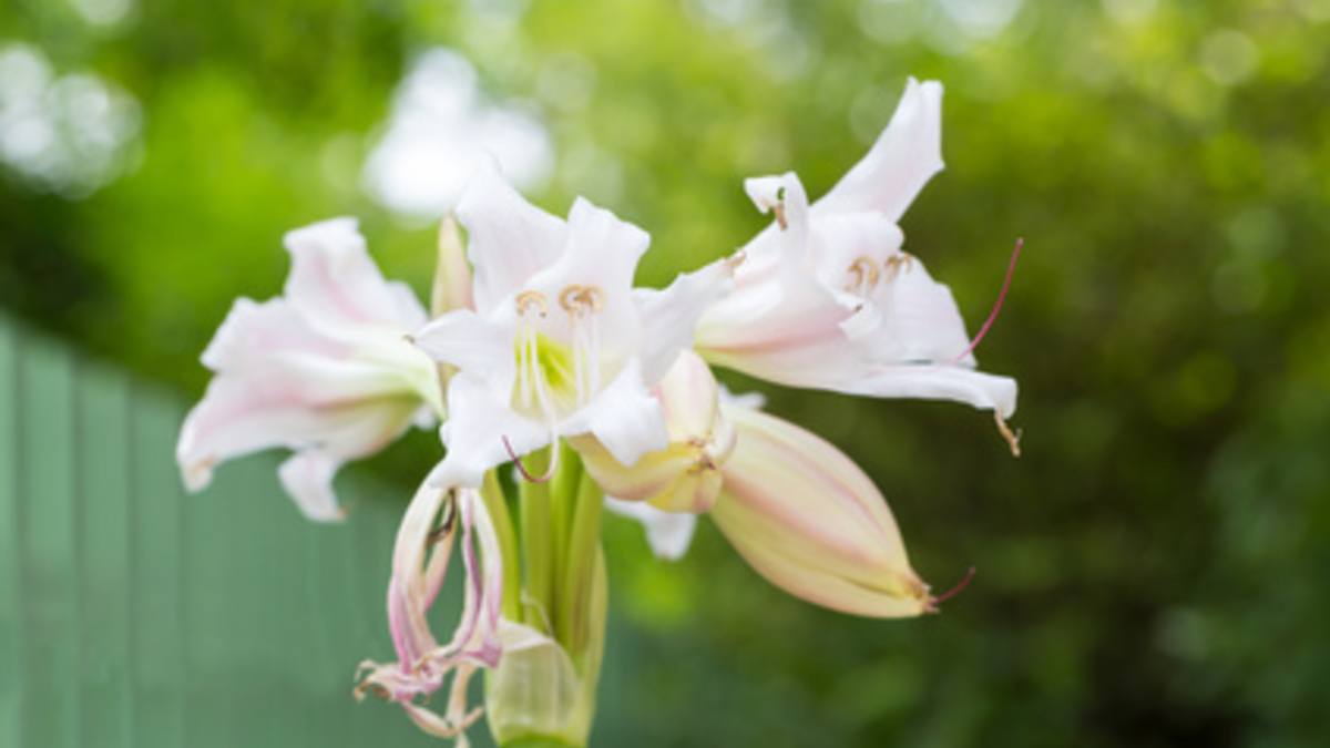Favorite Florida Perennials