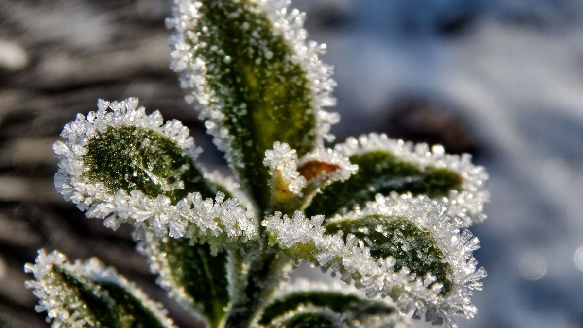 Florida deep freeze; will my landscaping survive this harsh winter?