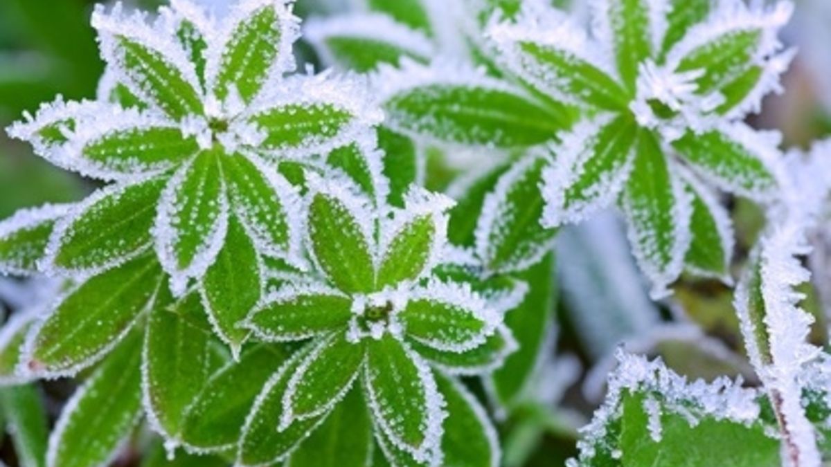 The best way to take care of your landscaping during an overnight freeze